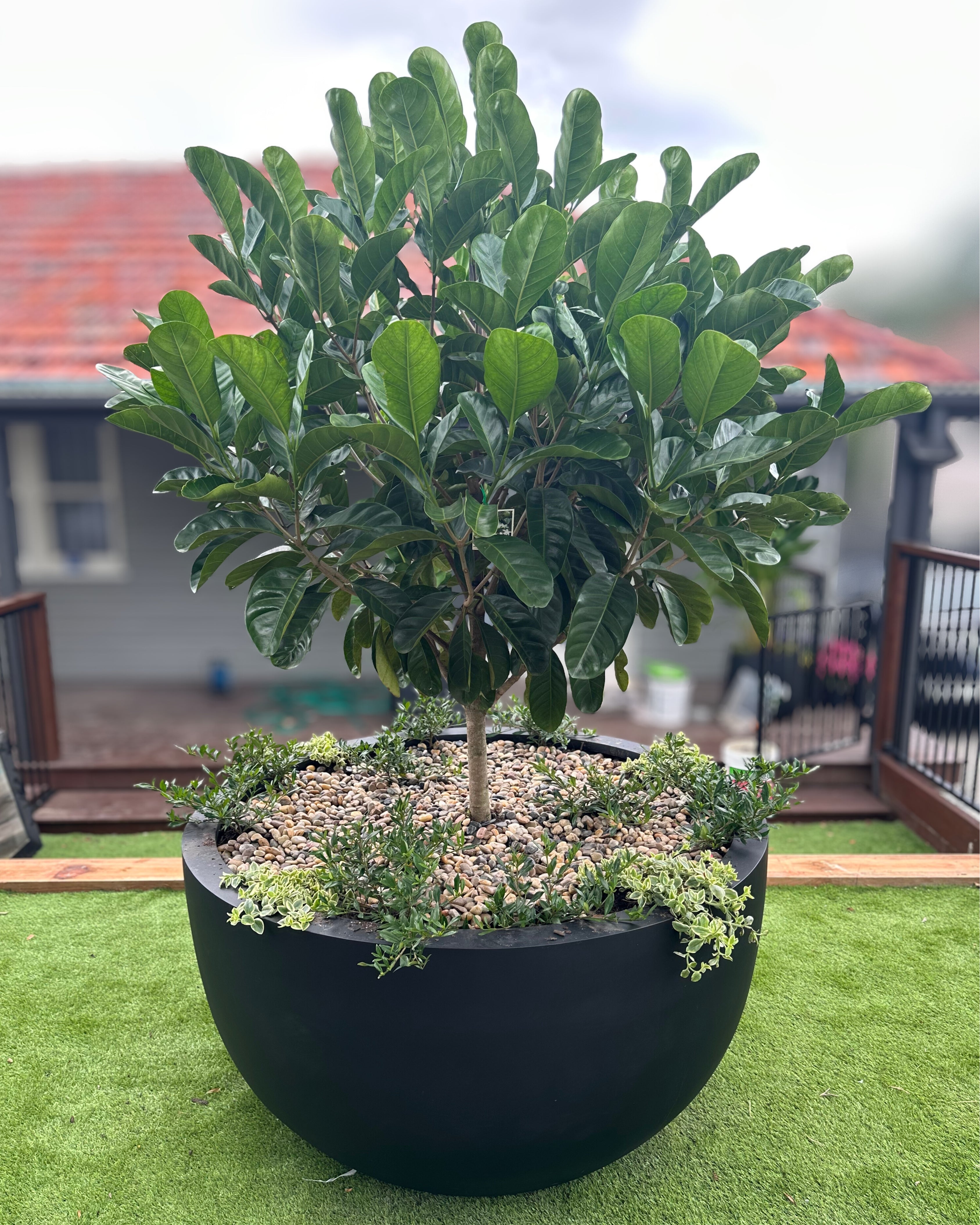 Designer Picks | Instant-Impact Feature Trees & Statement Plants – The ...