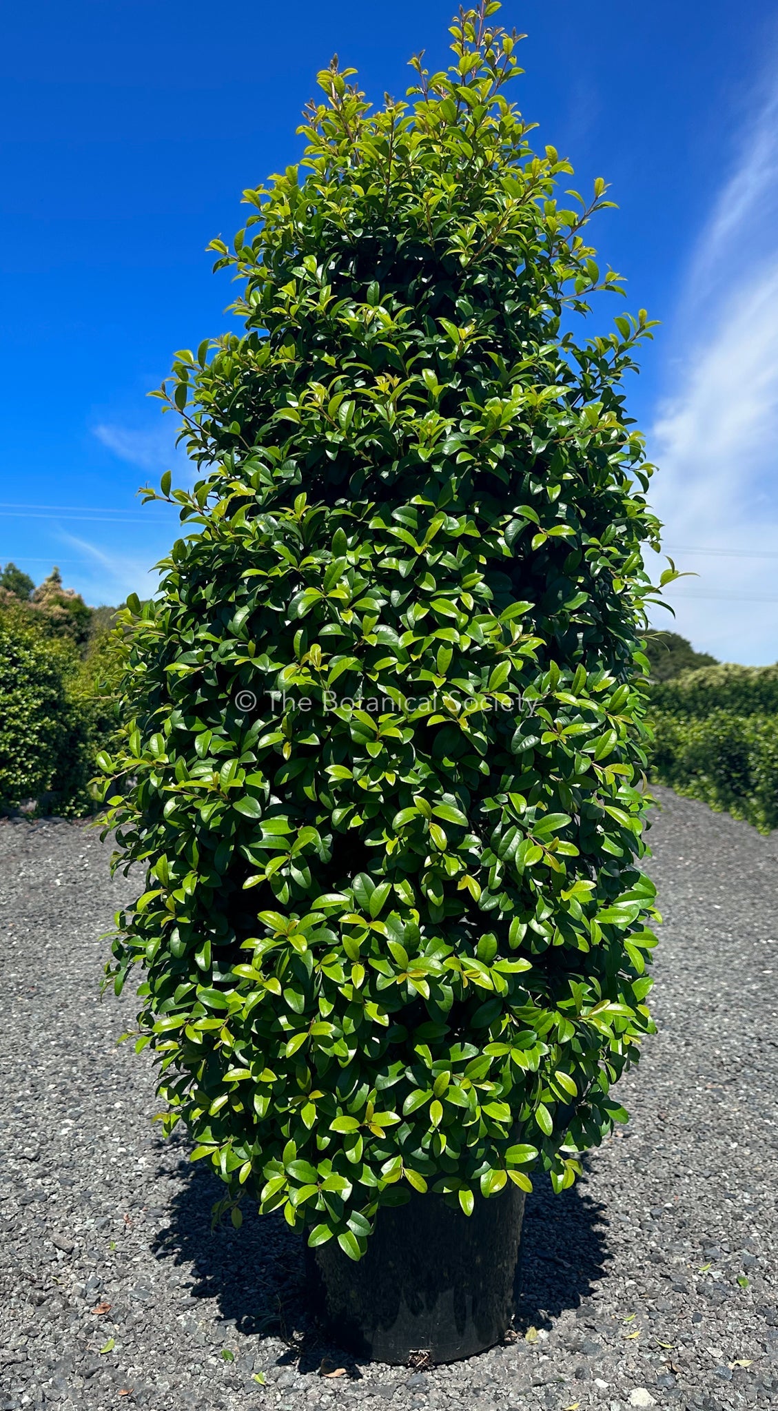 Lilly Pilly Trees | Fast-growing hedges for Brisbane – The Botanical ...