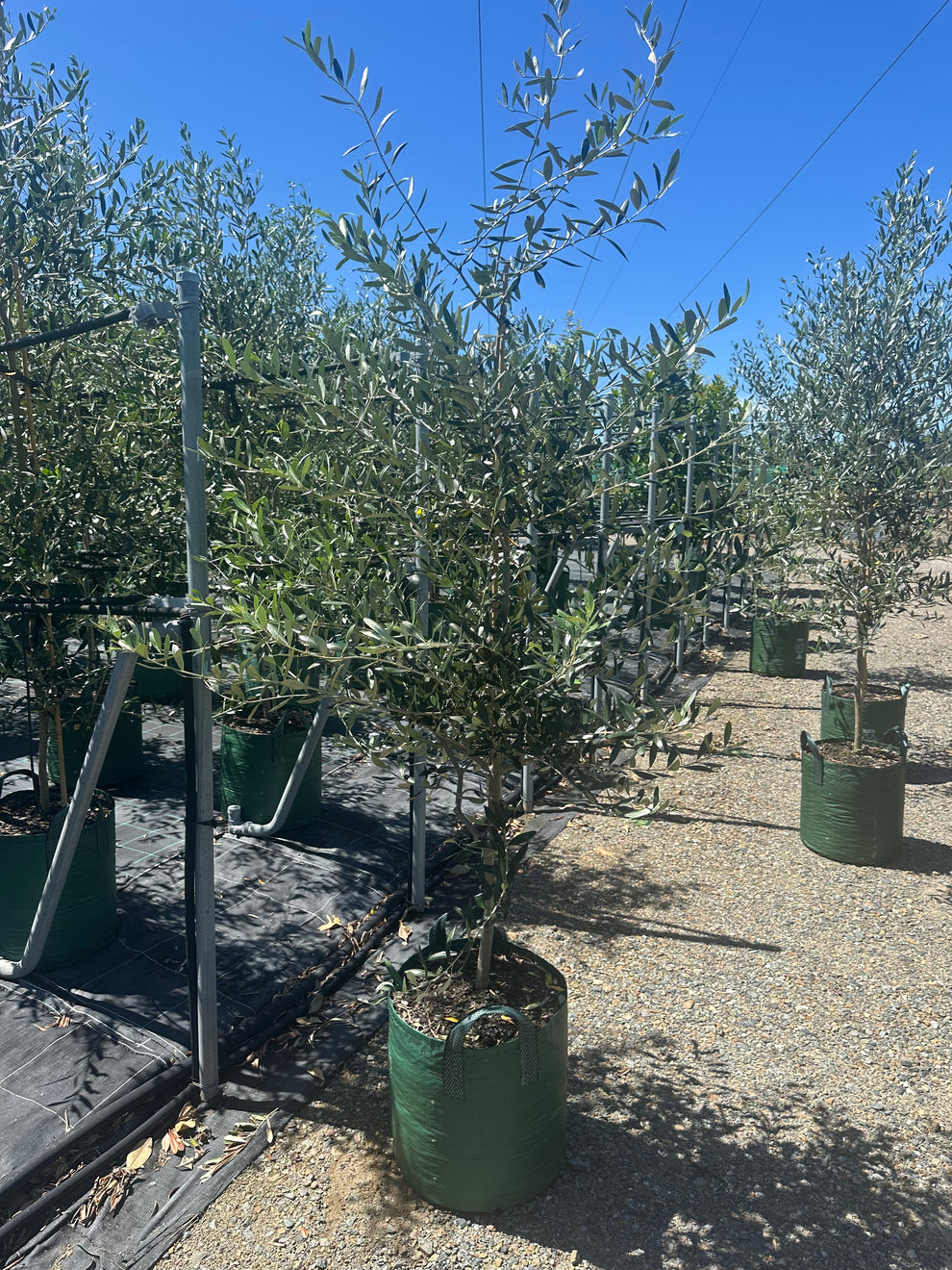 St Helena Olive Tree (Olea europaea) — 250mm pot – The Botanical Society