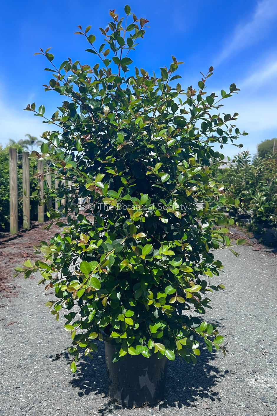 Lilly Pilly Variety Comparison Chart | SE QLD – The Botanical Society